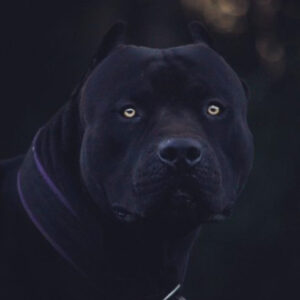Panther Black Pitbull: The Most Aggressive Dog?
