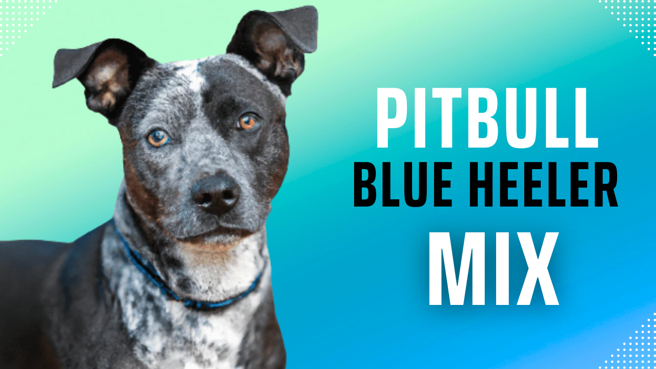 A Place To Love Dogs