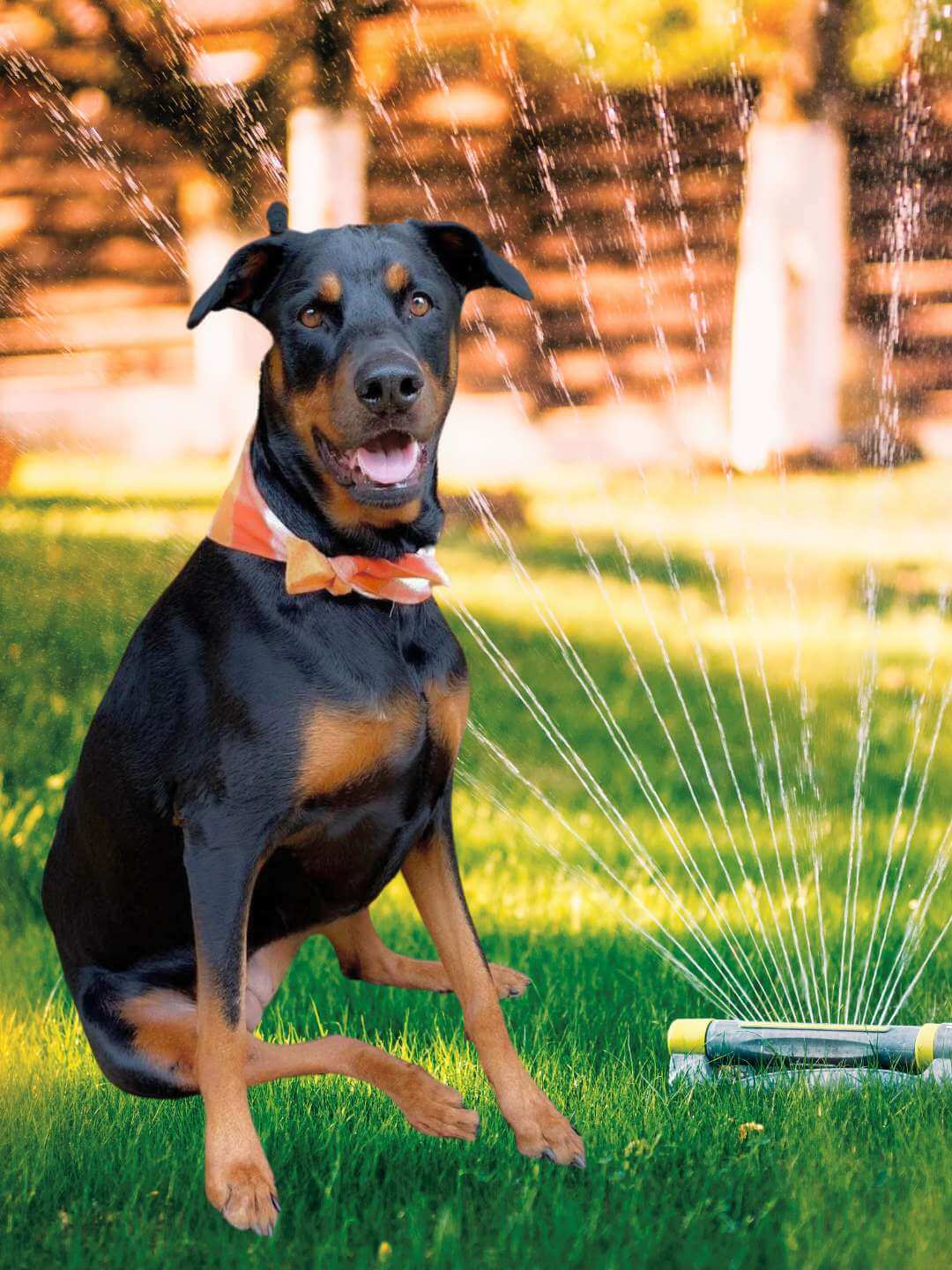 Doberman-Pitbull-Rottweiler Mix: Features and Characteristics