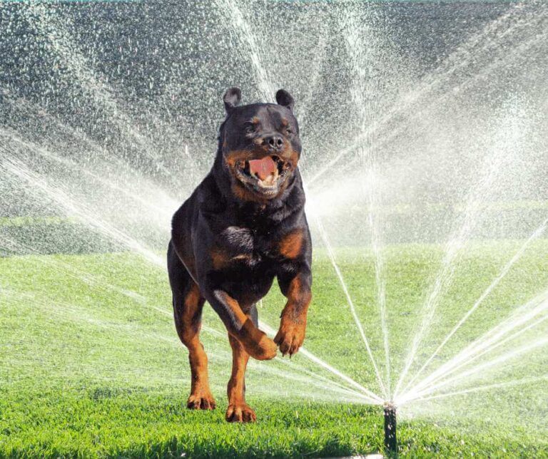 Doberman-Pitbull-Rottweiler Mix: Features and Characteristics