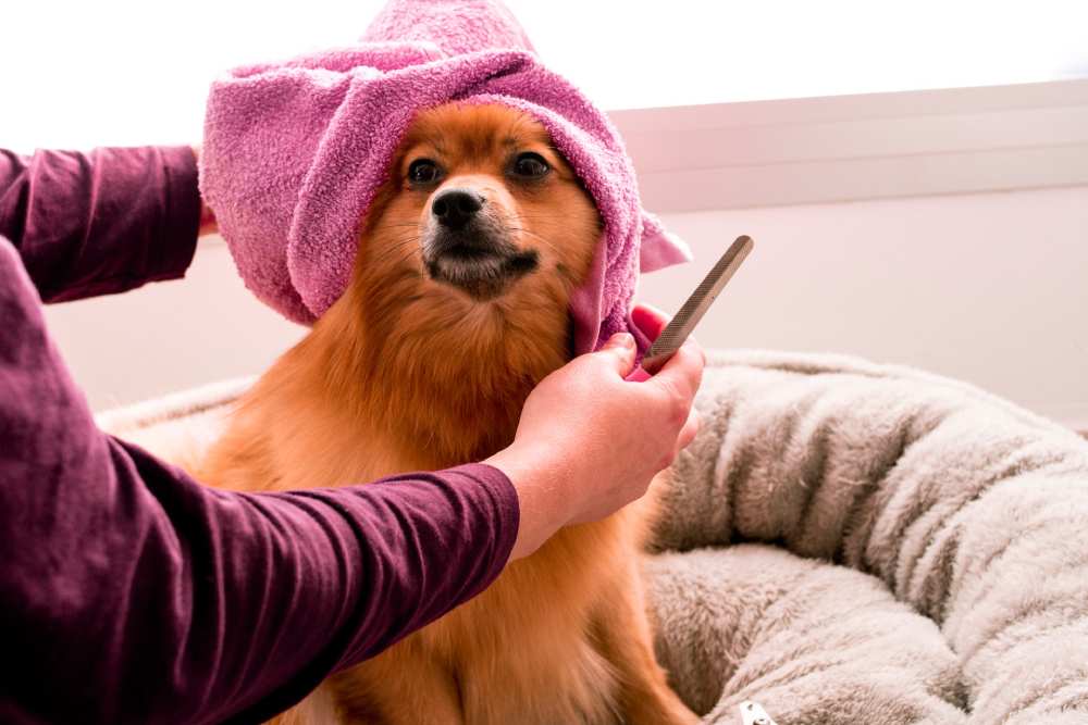 Choosing The Right Dog Groomer What To Look For A Place To Love Dogs