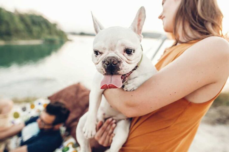 Bulldogs Life Expectancy