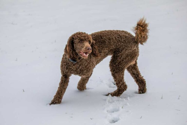Standard Poodle Life Expectancy: Guide for Owners