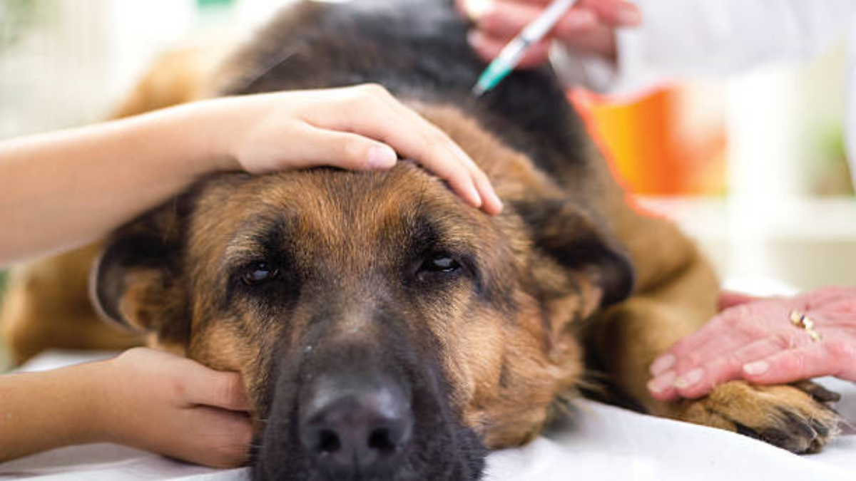 What to Feed a Sick Dog With No Appetite – Best Foods & Tips