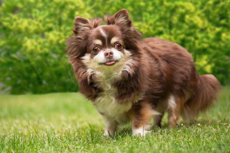 Chihuahua Dog Breed: A Complete Owner’s Guide