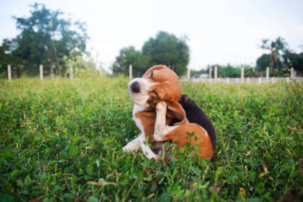 Dog Keeps Scratching Ear And Licking Paw Causes & Fixes