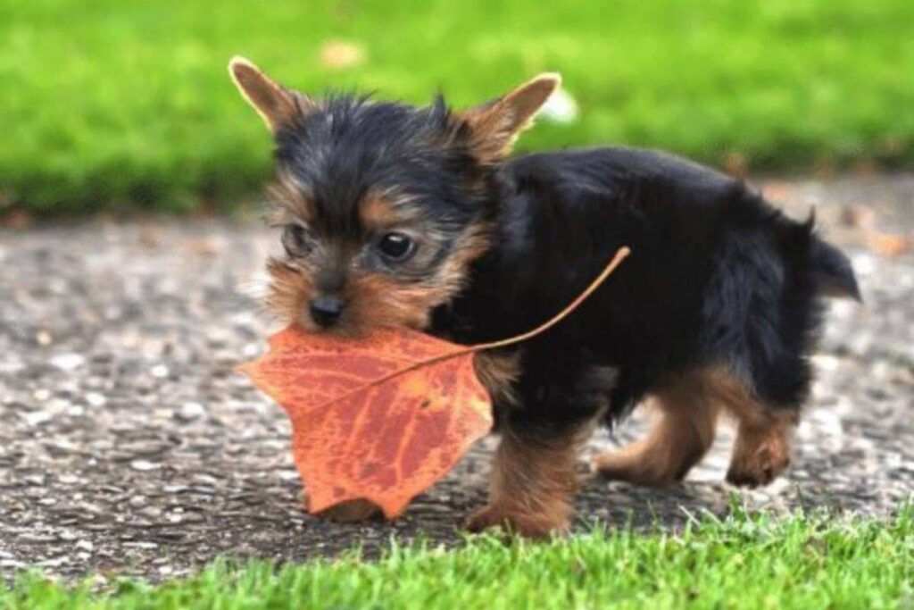 Teacup Yorkie Dog Breed Information